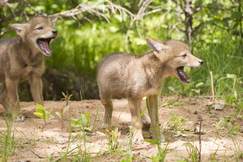 El gañir para la mamá foto de archivo. Imagen de coyotes - 37944376