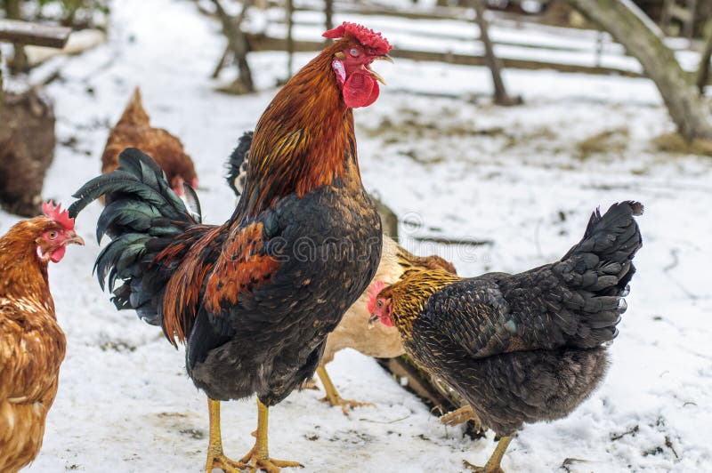 Gallo De Cacareo Fotos De Stock - Download 162 Fotos Libres de Derechos