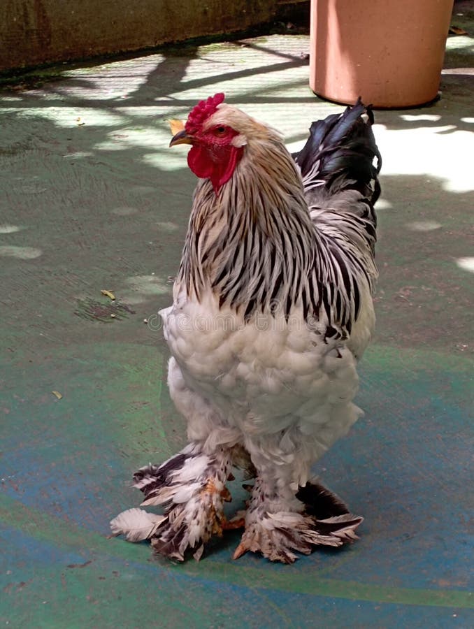 El Gallo De La Granja Batu Secret Zoo Malang East Java Indonesia ...