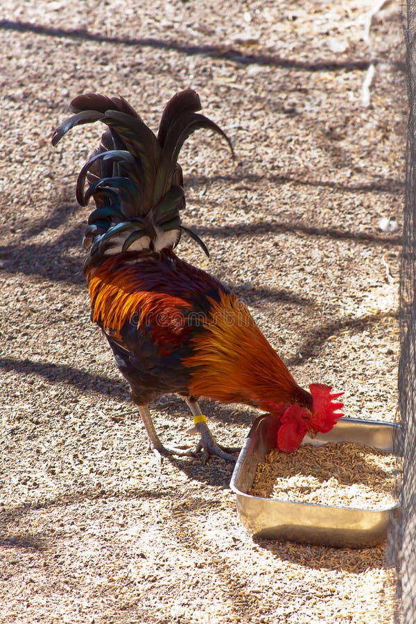 El Gallo Picotea El Grano De Un Canal Que Introduce Foto de archivo ...