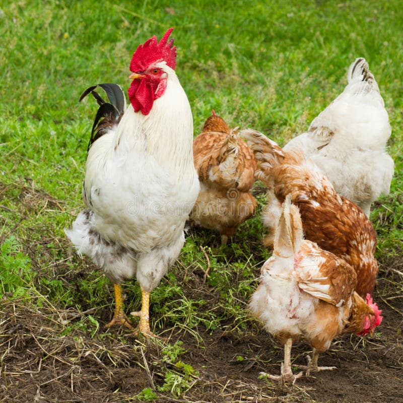 El Gallo Y Los Pollos Pastan Imagen de archivo - Imagen de animal ...