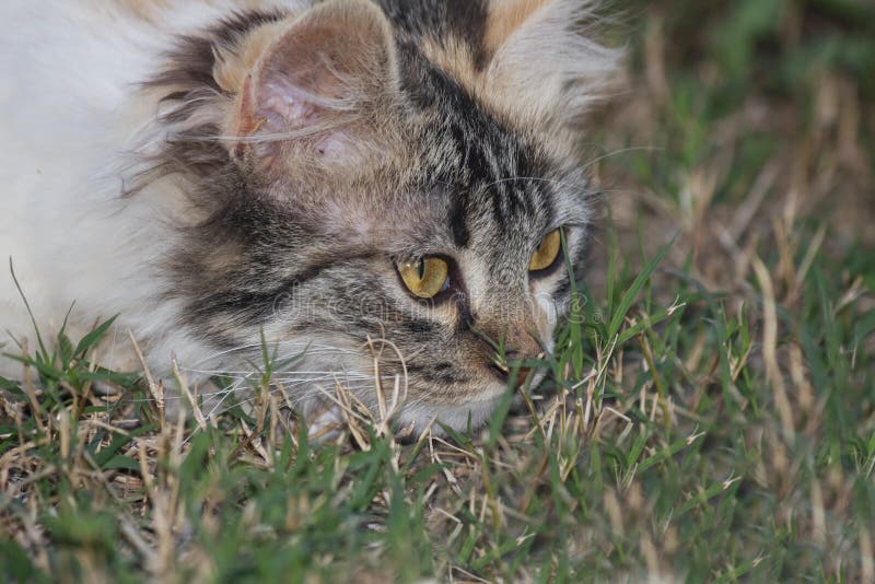 El Gatito Atento Quiere Cazar Foto de archivo - Imagen de perezoso ...