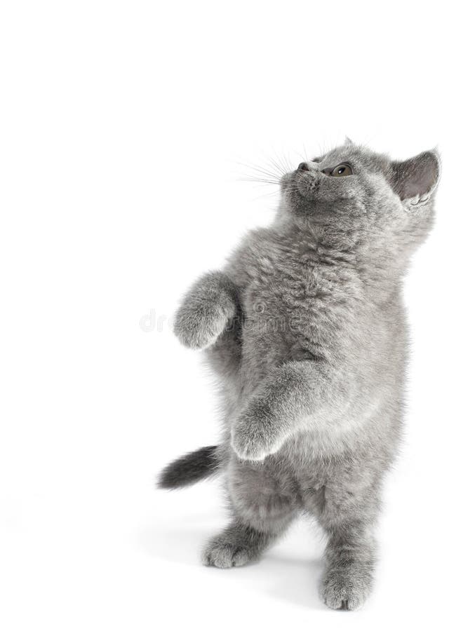 El gatito mira para arriba foto de archivo. Imagen de mullido - 4072616