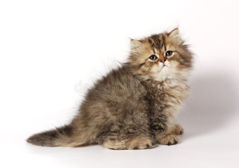 El gatito persa foto de archivo. Imagen de querido, peludo - 2837048