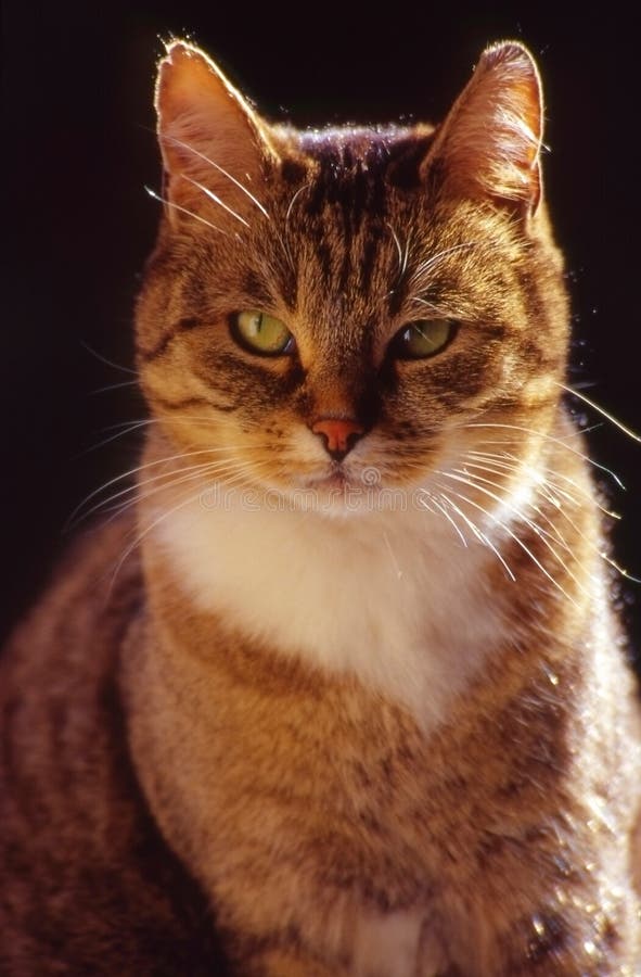 El gato imagen de archivo. Imagen de real, fauna, animal - 5606297