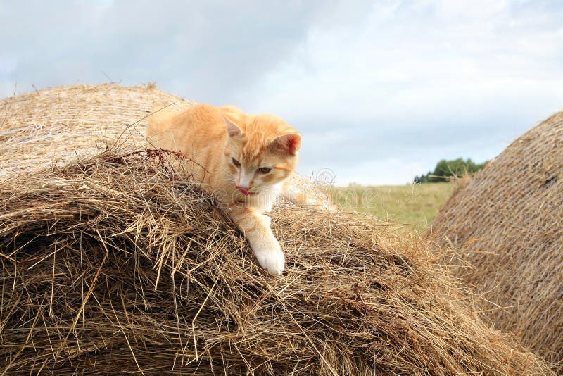 El gato caza ratones imagen de archivo. Imagen de piel - 34224543