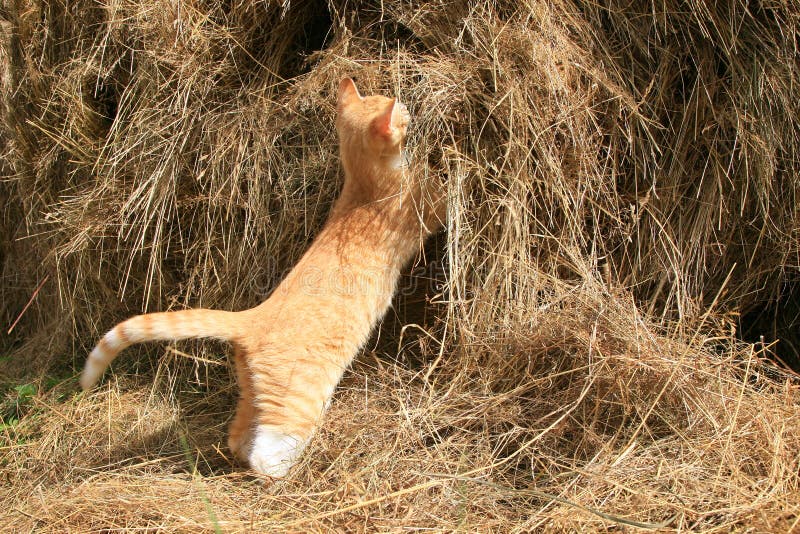 El gato caza ratones imagen de archivo. Imagen de acechando - 34225829