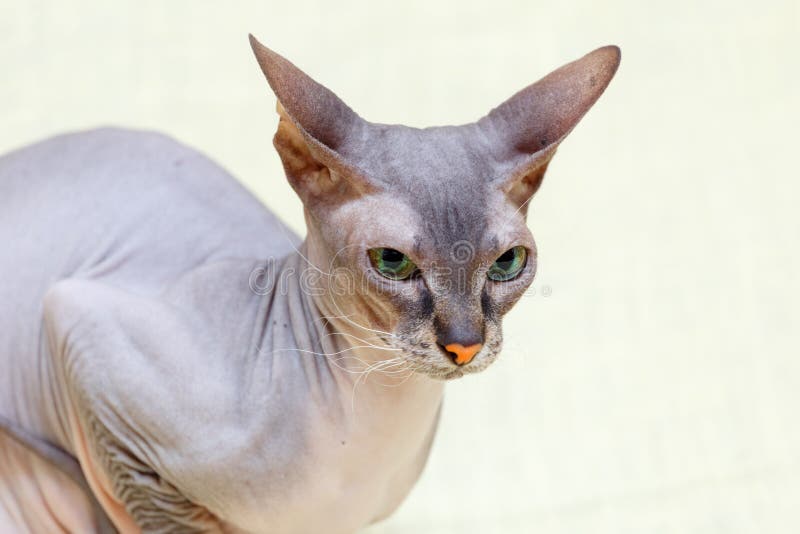 Gato Sin Pelo Del Albino Del Sphynx De Donskoy Aislado Imagen de ...