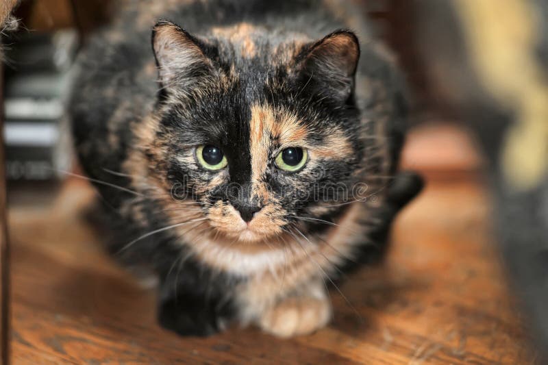 El Gato De La Concha Se Sienta Imagen de archivo - Imagen de animales ...