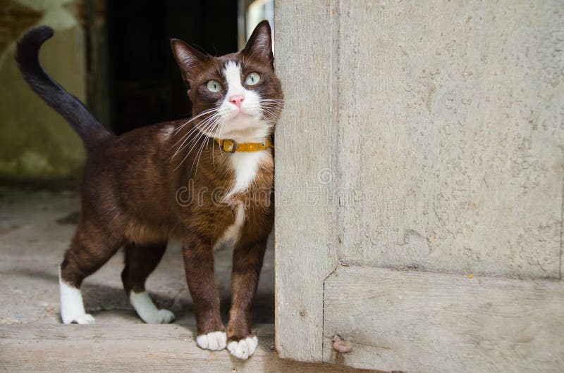 El gato de la duda foto de archivo. Imagen de gato, abandono - 27792458