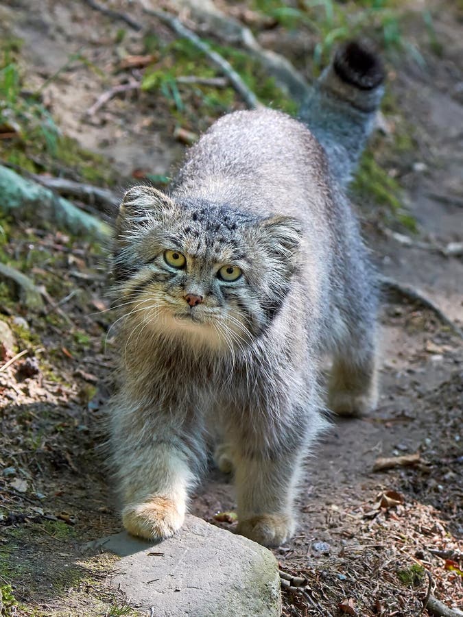 El Gato De Pallas (manul De Otocolobus) Imagen de archivo - Imagen de ...