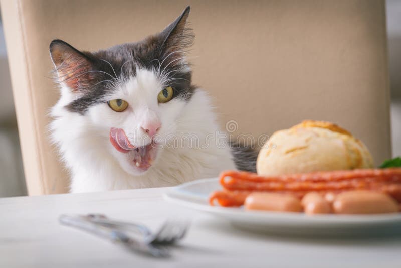 El Gato Intenta Robar La Comida De La Tabla Foto de archivo - Imagen de ...