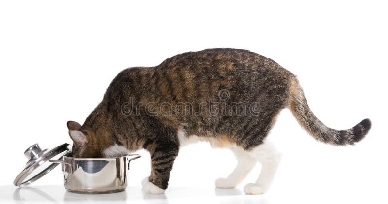 El Gato Roba La Comida Del Pote Imagen de archivo - Imagen de comer ...