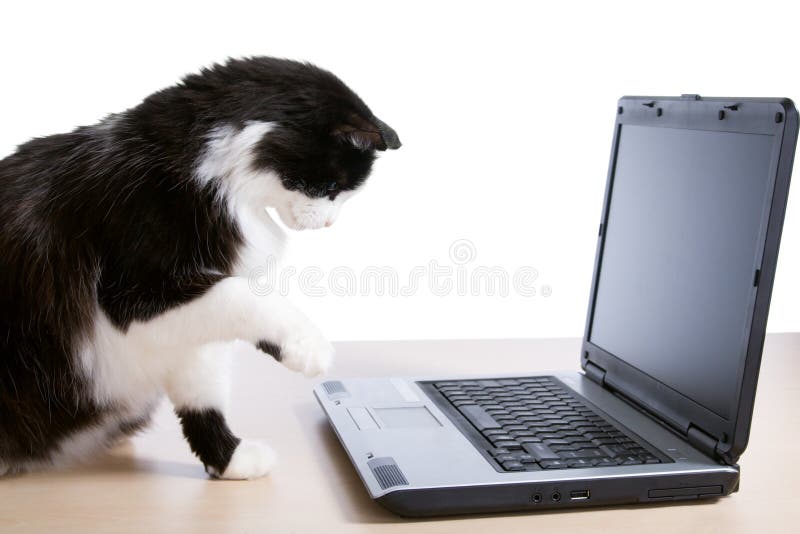 El Gato Utiliza Una Computadora Portátil Imagen de archivo - Imagen de ...