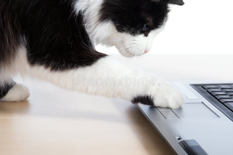 El Gato Utiliza Una Computadora Portátil Imagen de archivo - Imagen de ...