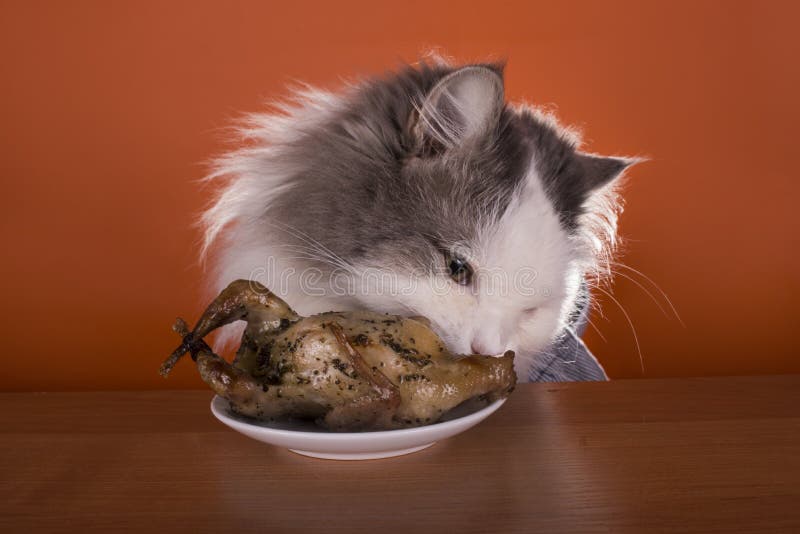 El Gato Va Para El Pollo De La Cena Imagen de archivo - Imagen de ...