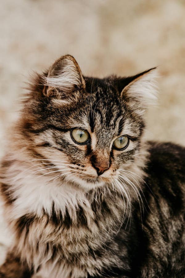 El Gato Verde Y Su Mirada Verde Imagen de archivo - Imagen de felino ...
