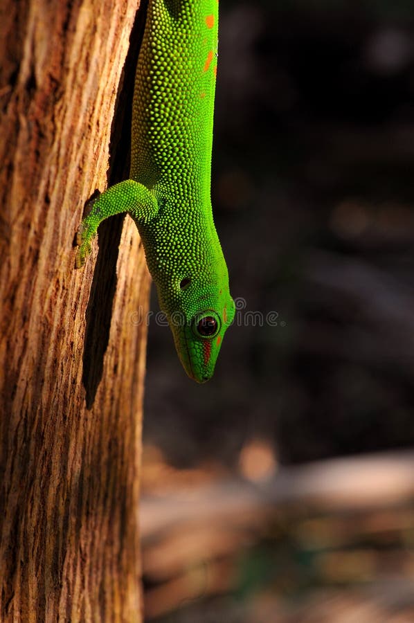 El Geco verde foto de archivo. Imagen de medio, amors - 83615774