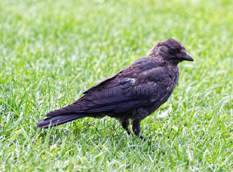El grajo imagen de archivo. Imagen de salvaje, corvus - 21093581