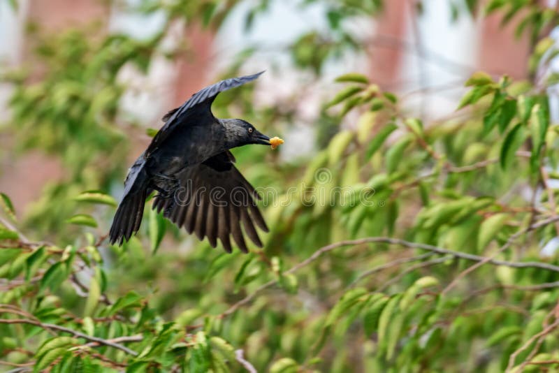 El Grajo Ha Encontrado Un Pedazo De Pan Imagen de archivo - Imagen de ...