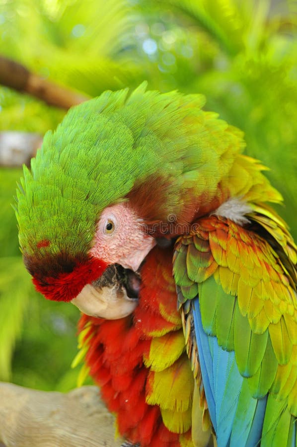 El gran Macaw verde foto de archivo. Imagen de encontrado - 49762498