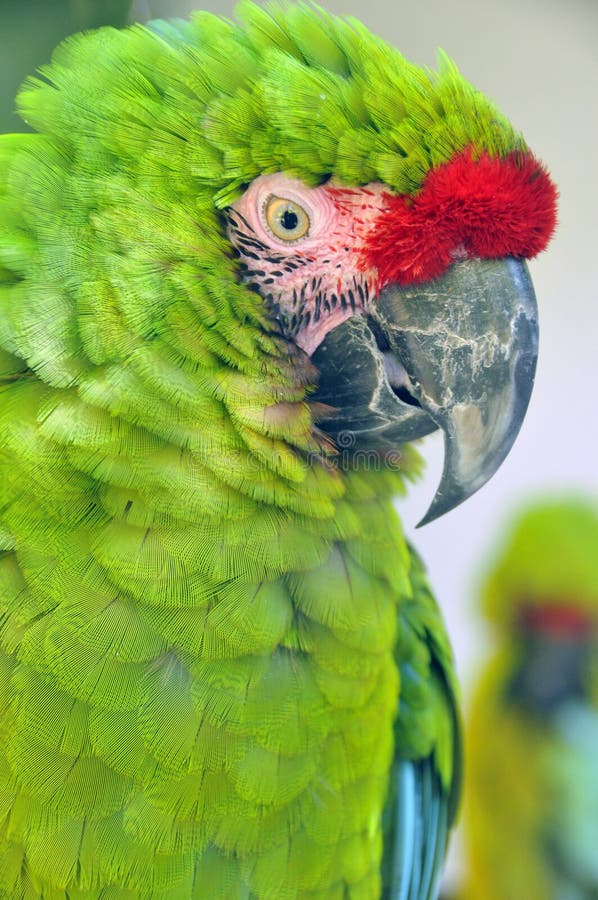 El gran Macaw verde foto de archivo. Imagen de encontrado - 49762498