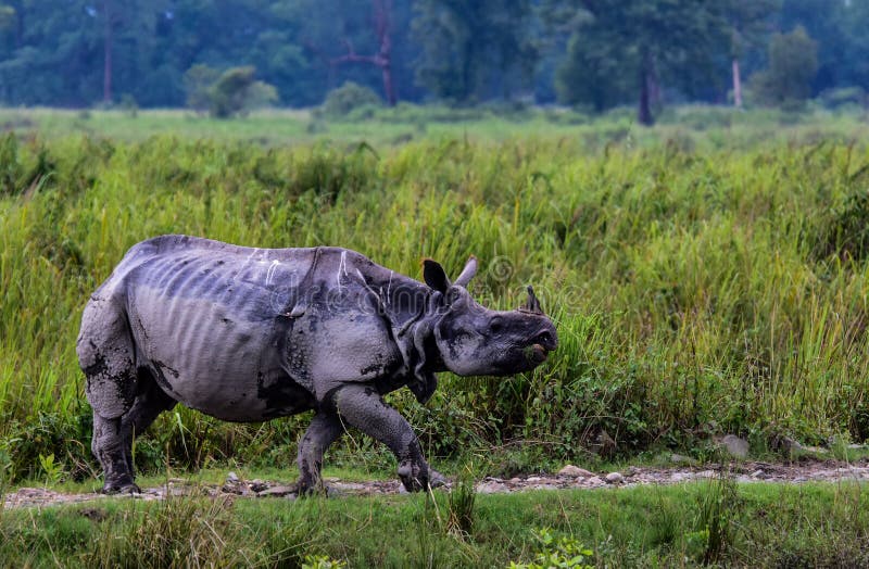 El Gran Un Rinoceronte De Cuernos Imagen de archivo - Imagen de ...