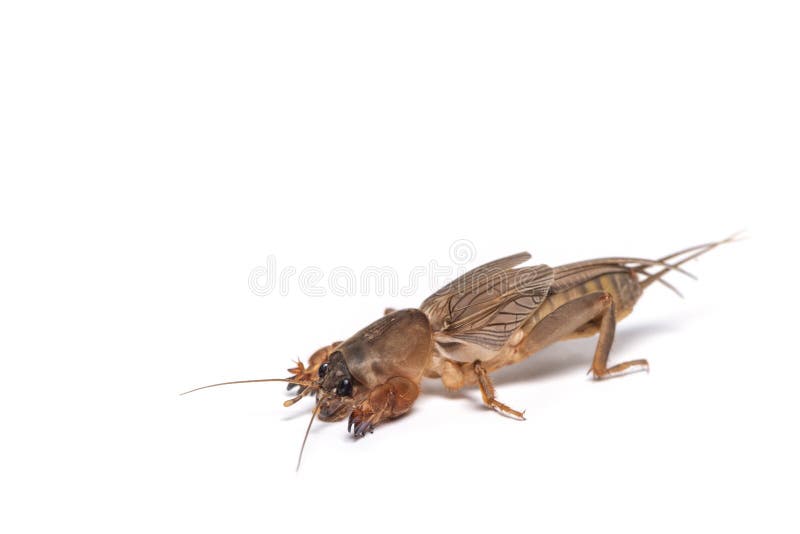 El Grillo De Topo Aislado En El Fondo Blanco Imagen de archivo - Imagen ...