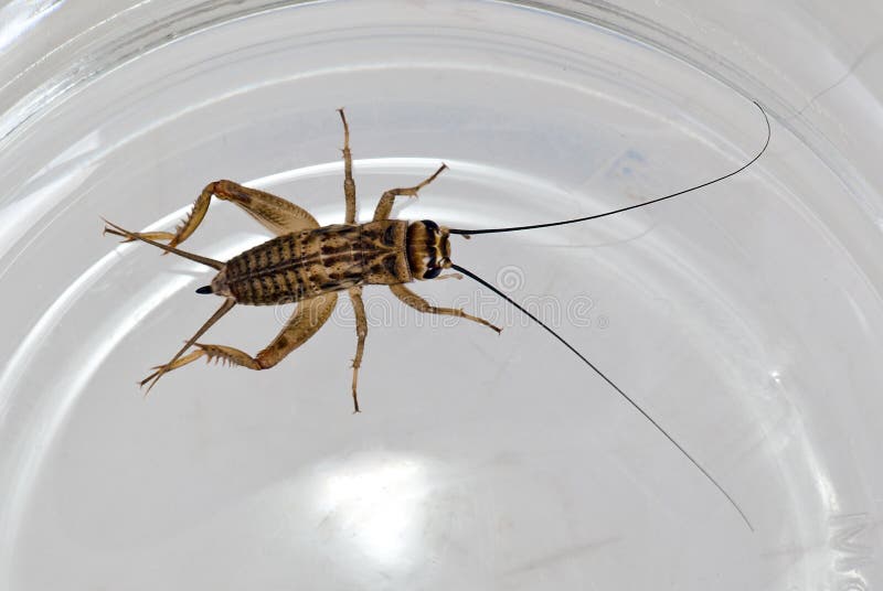 Grillo en un fondo blanco imagen de archivo. Imagen de escarabajo ...