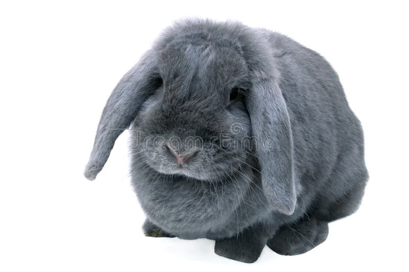 El Gris (azul) Lop El Conejo Foto de archivo - Imagen de conejo ...