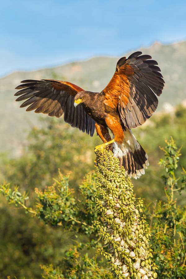 Harris Hawk, Parabuteo Unicinctus, Adulto En Vuelo Foto de archivo ...