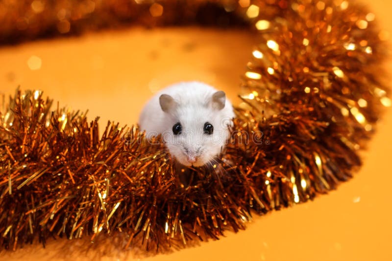 El Hamster Sobre La Mesa Naranja Foto de archivo - Imagen de mirando ...