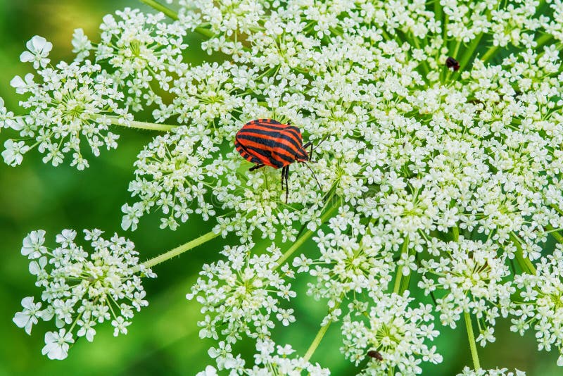 El Hedor Rayado Rojo Y Negro Fastidia En Una Flor Foto de archivo ...