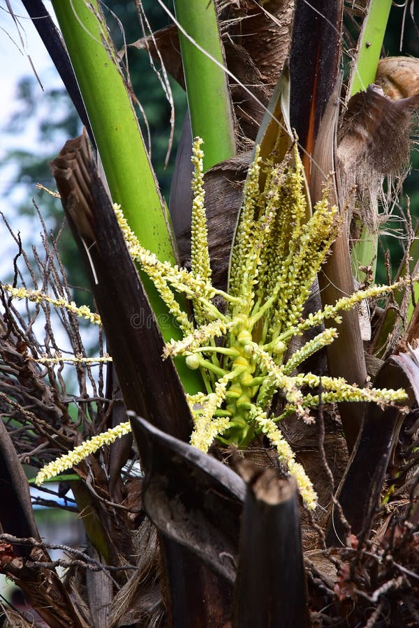 El Hermoso De La Flor Del Coco Con La Abeja Foto de archivo - Imagen de ...