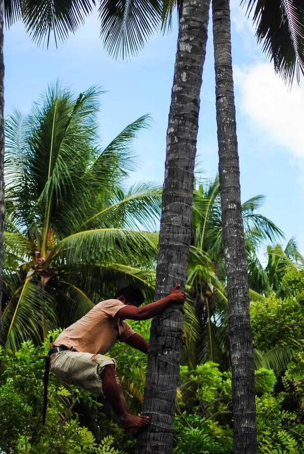 El Hombre Coge El Coco De La Palmera Fotografía editorial - Imagen de ...
