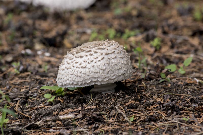 El hongo blanco foto de archivo. Imagen de flora, macro - 257687094