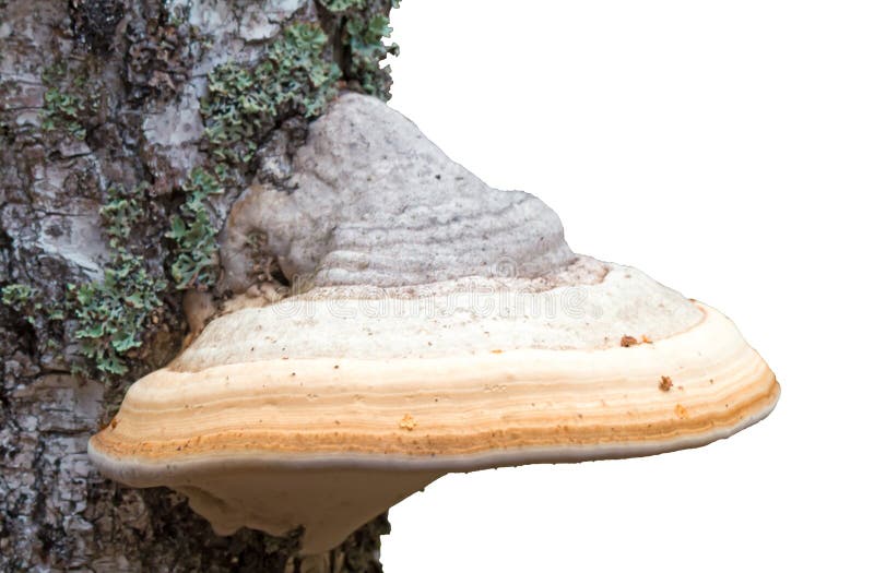 El Hongo De La Yesca Crece En Abedul Imagen de archivo - Imagen de ...