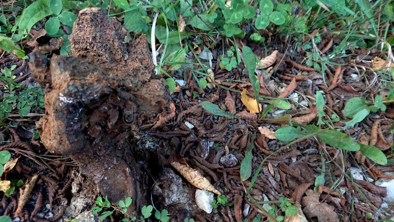 El hongo mÃ¡s feo conocido imagen de archivo. Imagen de salvaje - 160010097