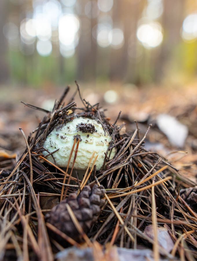 El Hongo Toadstool Crece En El Suelo En El Bosque. Imagen de archivo ...
