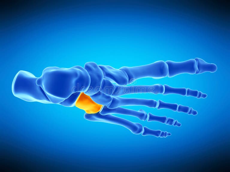 El hueso cuboide stock de ilustración. Ilustración de cuboide - 73211913