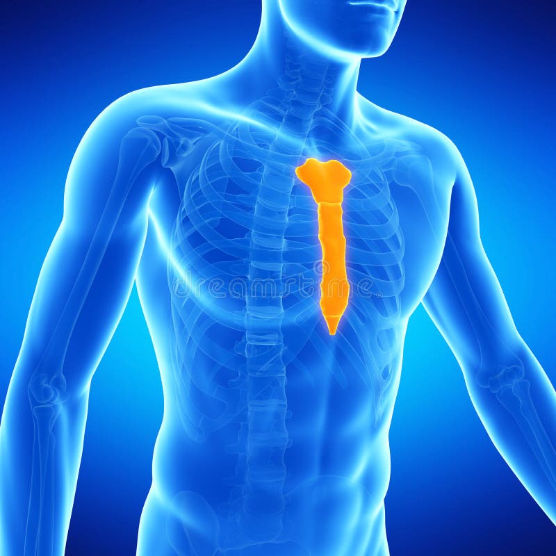 Hueso de pecho (esternón) ilustración del vector. Ilustración de ...