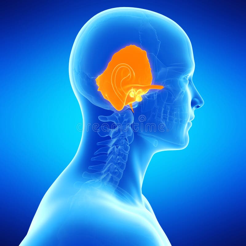 El hueso temporal stock de ilustración. Ilustración de lateral - 45274535