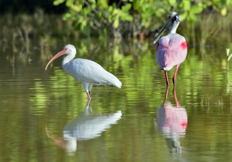 El Ibis Blanco Americano (albus De Eudocimus) Foto de archivo - Imagen ...