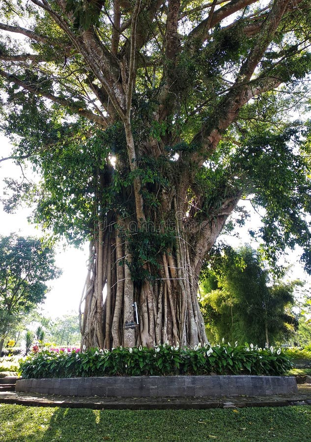 El Inmenso árbol Del Jardín Foto de archivo - Imagen de bosque ...