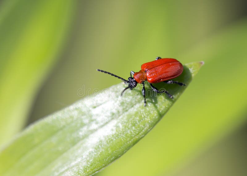 El insecto rojo foto de archivo. Imagen de alas, bicho - 55036156