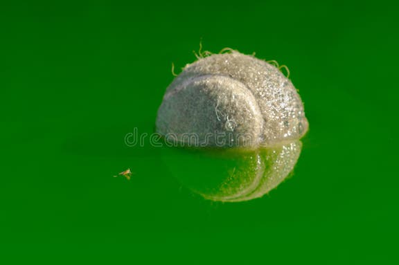 El insecto y la isla imagen de archivo. Imagen de chapoteo - 114145449