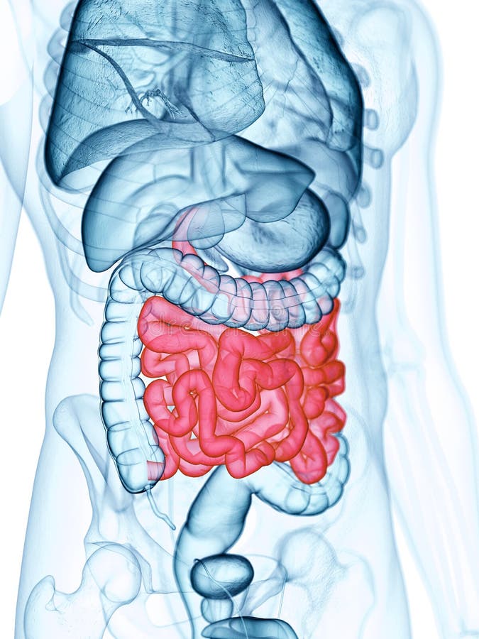 Intestino destacado stock de ilustración. Ilustración de vientre - 14527181