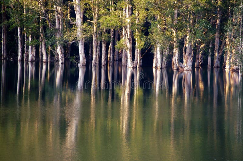 El Inundar Al árbol De Cajeput Foto de archivo - Imagen de lago ...