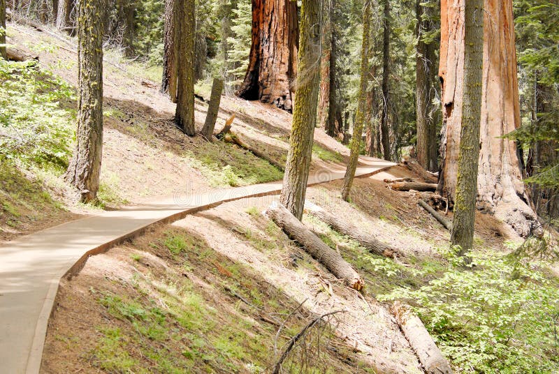 El ir de excursión foto de archivo. Imagen de afuera - 26161712