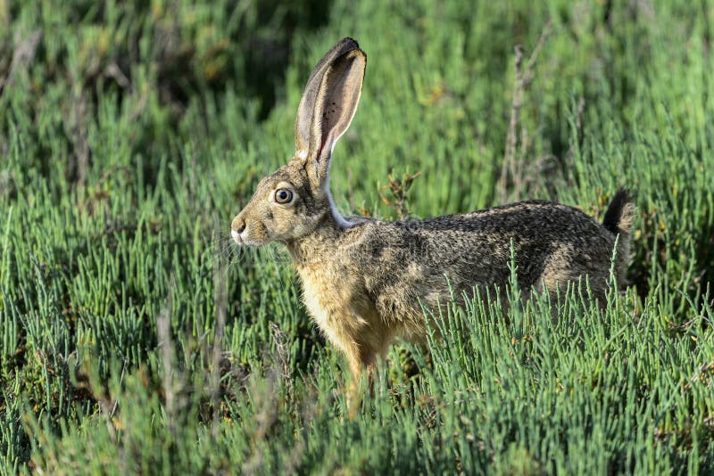 Jackrabbit De Cola Negra, Californicus Del Lepus Foto de archivo - Imagen de retrato, modelo ...